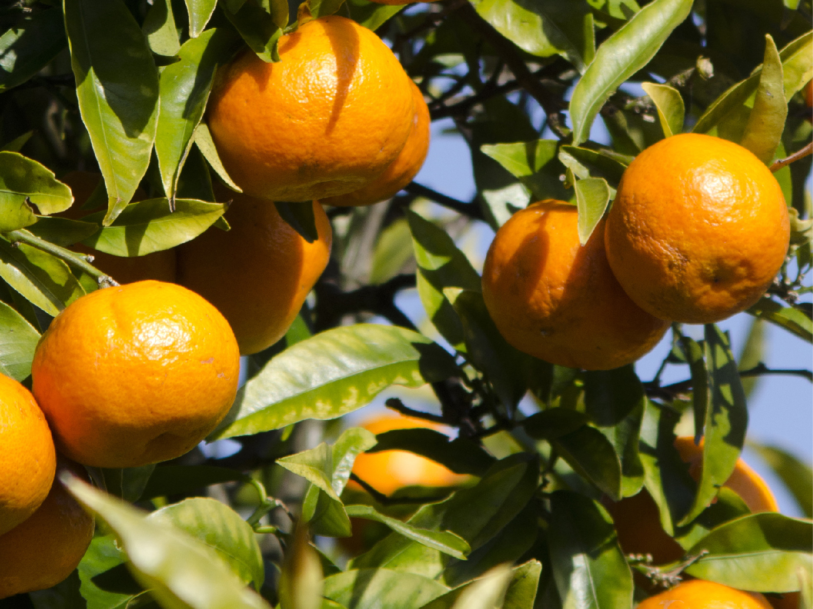 doTERRA sun Face Mineral Sunscreen Daily Moisturizer | doTERRA Essential Oils